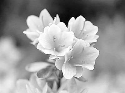 墨脱，那杜鹃花开的季节_新浪军事_新浪网